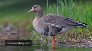 Explore Interesting Facts About Goose vs Geese