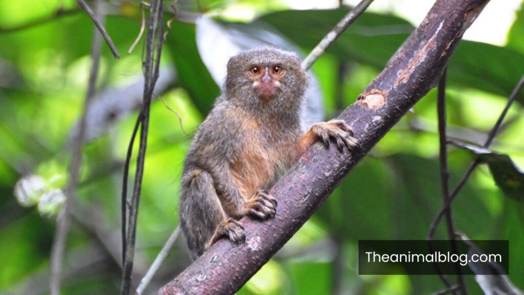 Explore Top 10 Most Energetic Animals in the World