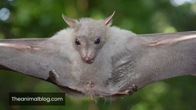 Bat Symbolism & Spiritual Meaning