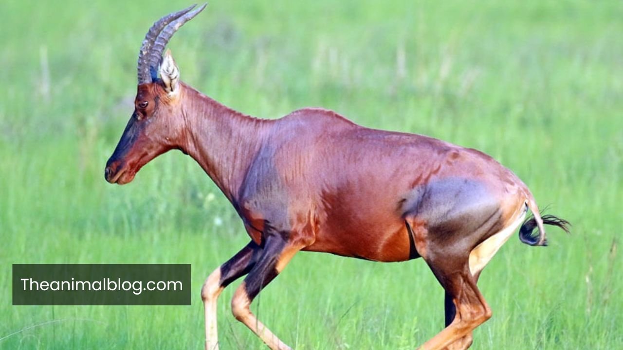 Top 9+ Animals That Are Sneaky (With Pictures)